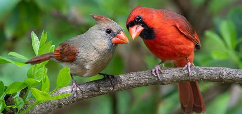 Bird Walks with the Greater Akron Audubon Society | Stan Hywet Hall ...